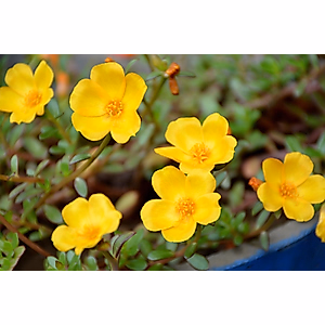 2000+ Moss Rose Seeds for Planting Outdoor Rare Purslane Seeds Succulent Ground Cover Plant Portulaca Oleracea Seeds