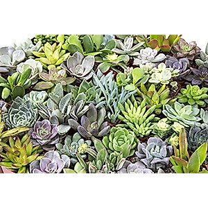 Altman Plants, Live Succulent Plants (20 Pack) Assorted Potted Succulents Plants Live House Plants in Cacti and Succulent Soil Mix, Cactus Plants Live Indoor Plants Live Houseplants in Planter Pots