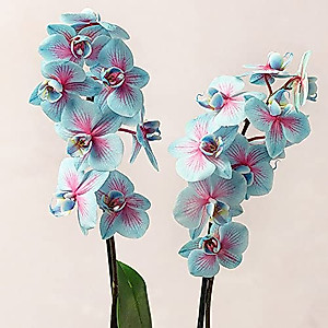 QAUZUY GARDEN Fresh Seeds 25 Blue & Pink Orchids Flowers Seeds Eye-catching Flower for Home Bonsai Garden Decor Easy to Grow Indoor & Outdoor