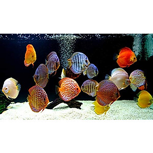 A.D.P. Fish Booster Bits Variety All Discus & Tropical Fish Food Mini Slow Sinking Pellets Grow Faster & Color Enhancing High Protein 47% for Goldfish & Aquarium Tropical Fish 60 g. Small Fish Feed