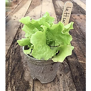 Clovers Garden Organic Recycled Paper Seed Starter Pots - 100% Biodegradable Peat-Free Pots for Seedlings - 60 (3.5" Round) Germination Pots with 24 Markers - Eco Friendly Ideal for Organic Gardening