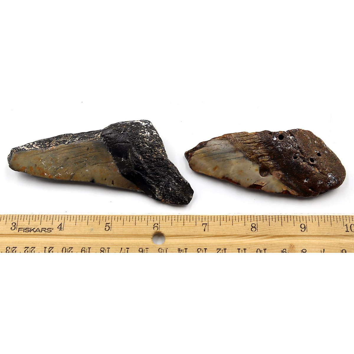 Megalodon Teeth Lot of 6 Fossils w/6 info Cards Shark #15666 25o