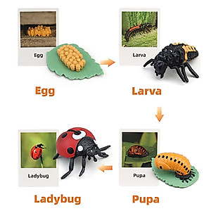 Montessori Life Cycle Learning & Education Toys, Plastic Insect Ladybug Monarch Butterfly Tadpole to Frog Kit Life Cycle Toys for Kids, Preschool Learning Activities for Toddlers
