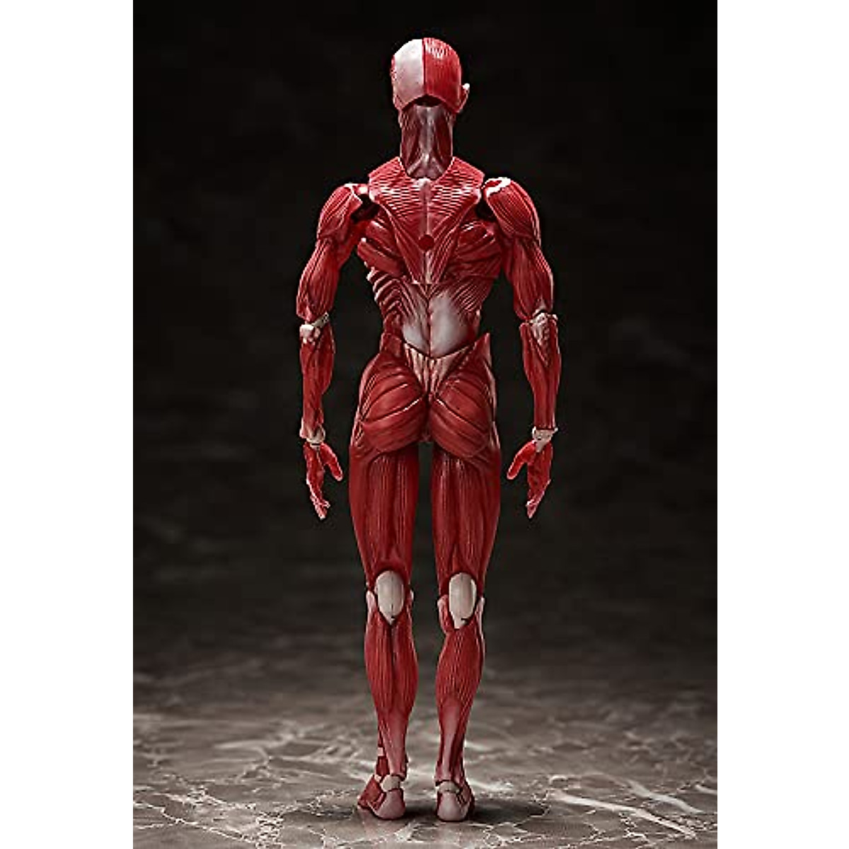 FREEing Human Anatomical Model Figma Action Figure,Multicolor