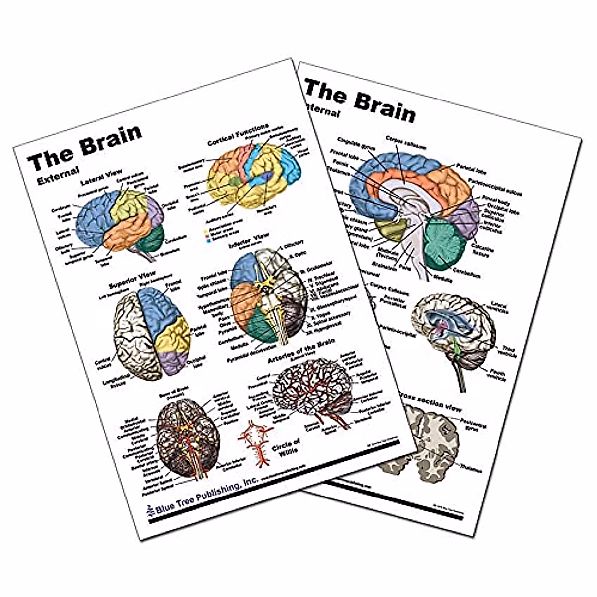 Brain Anatomical Chart