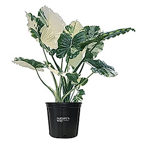 Nature's Way Farms Alocasia 'Dawn' Variegated (25-30" Tall) - Rare Live Indoor Plant, Unique Foliage