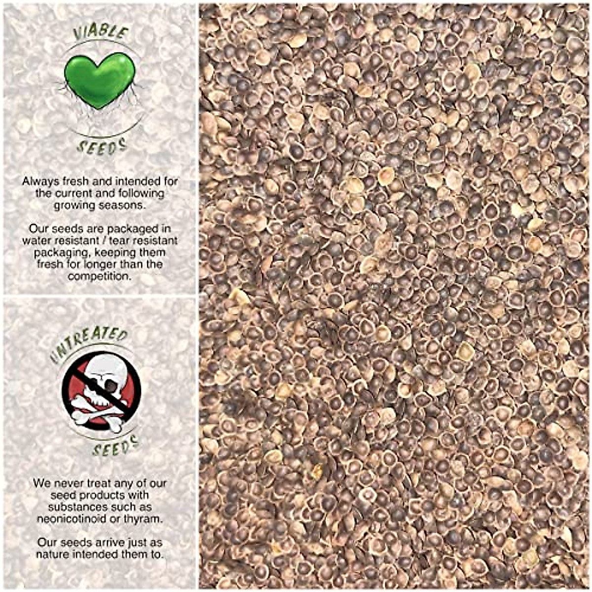 Seed Needs, Sensitive Plant Seeds for Planting (Mimosa pudica) Heirloom & Open Pollinated - Leaves React to Touch! (2 Pack)