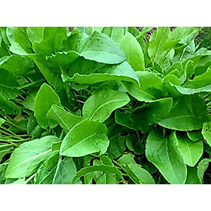 400+ French Sorrel Seeds- Heirloom Lettuce Herb- by Ohio Heirloom Seeds