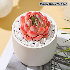 Echeveria Strawberry Almond Rare Live Succulent Plants, Mini Pink 1 Head 2" Live Plant, Package Without Pot Soil, Garden Indoor Office Desk Wedding Party Baby Shower Decoration Friend Plant Lover Gift