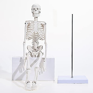 MIIRR Human Skeleton Anatomical Model, 17.7'' Mini Size Medical Skeleton Model with Movable Arms and Legs, Easy to Carry and Display for Anyone Study and Teaching