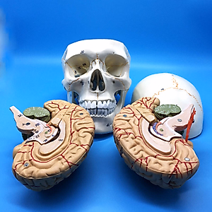 Learning Resources Human Skull and Brain Anatomical Model, Anatomically Accurate Human Skull and Brain Life Size Anatomy Model for Science Classroom Study Display Teaching Model