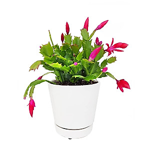 Christmas Cactus Thanksgiving Cactus (4-inch Plastic Pot) - Cactus Plants Live, Hand Selected, Rare Varieties for Gift or Home Decoration - Unique Collection of Live Cactus, Succulents, Indoor Plants