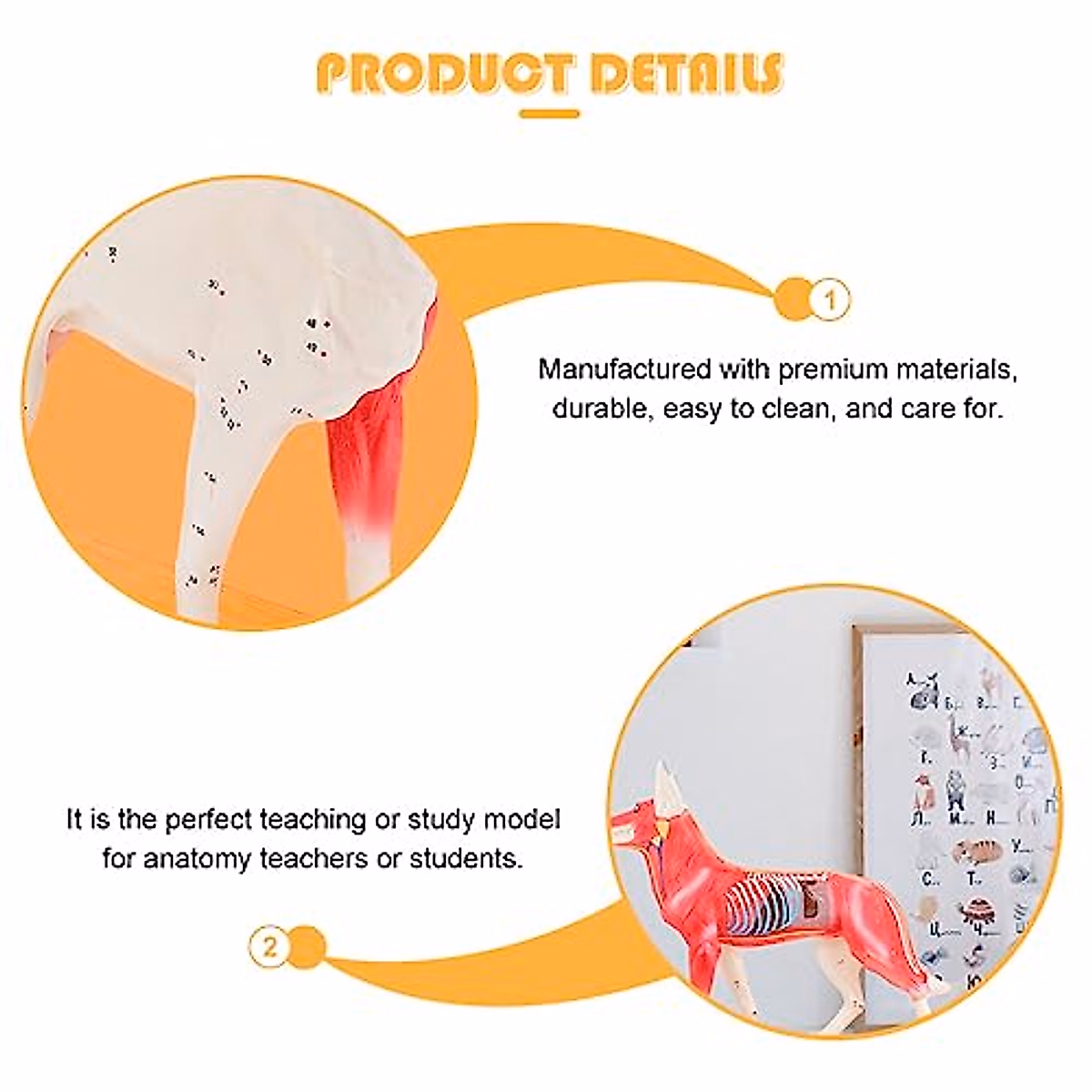 4D Vision Dog Anatomy Model, Dog Model Anatomy Teaching Tool Animal Pressure Points Veterinary Training for Animal Teaching Demonstration, Pet Clinic Veterinary TrainingSchool Teaching Tool
