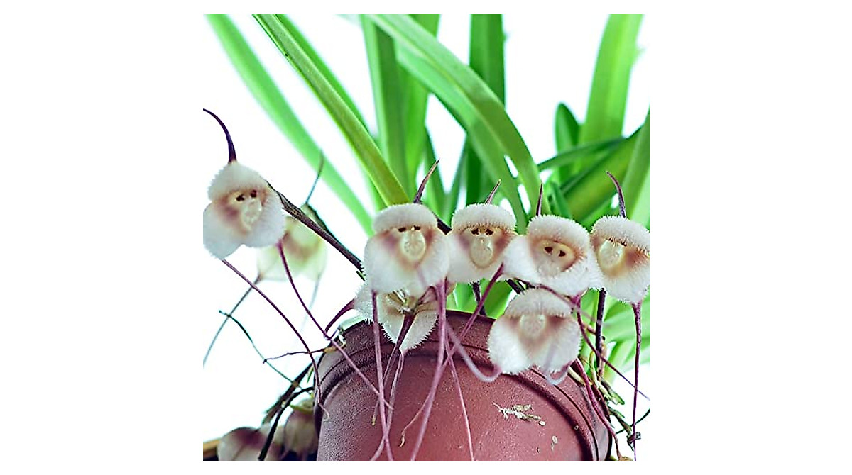 Rare Monkey Face Orchid Seeds - Exotic Dracula Simia Blooms!