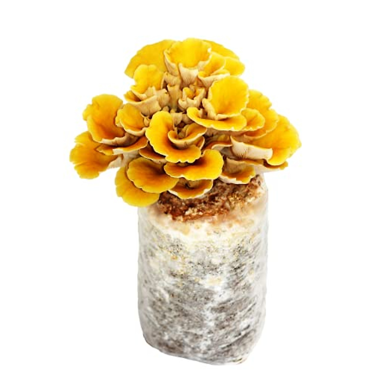 Root Mushroom Farm—Golden Oyster Mushroom Grow Kit