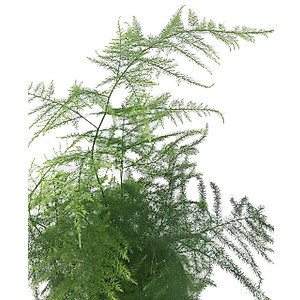 Fern Leaf Plumosus Asparagus Fern - 4" Pot - Easy to Grow - Great Houseplant