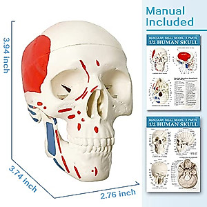 Mini Human Skull Model W/Muscle Insertion and Origin Painted, 3 Parts Palm-Sized Anatomy Skull Model with Removable Skull Cap & Full Set Teeth, School Teaching-Learning Tool