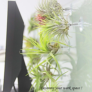Tillandsiart 10 Pack Vertical Air Plant Holder (Suction Cup, Stainless Steel Tillandsia Air Plant Planter) A Unique Set of Air Plant Containers for Creating Tillandsia Art Display on Window. (Small)