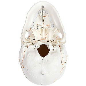 Axis Scientific Numbered Human Skull Model Bundle, 3 Part Life Size Replica, Removable Calvarium (Skull Cap), Mandible (Jaw) and 55 Numbered Features, Includes Detailed Study Guide