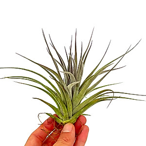 ragnaroc Air Plants - Flowering Tillandsia Pink Paske Large 5" - 1ct - Live Arrival Guaranteed - House Plants for Home Decor & Gift