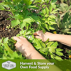 Survival Garden Seeds - Lovage Seed for Planting - Packet with Instructions to Plant and Grow Perennial Levisticum Officinale Culinary Herb in Your Home Vegetable Garden - Non-GMO Heirloom Variety