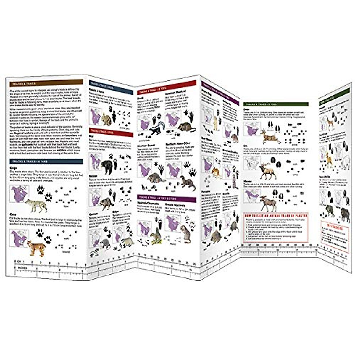 Animal Tracking: A Folding Guide to Animal Tracking & Behavior (Outdoor Recreation and Survival)