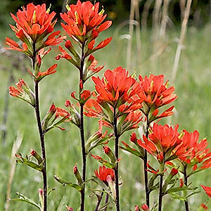 QAUZUY GARDEN Scarlet Indian Paintbrush Castilleja Prairie-Fire 340 Seed Drought Tolerant Rare Tropical Exotic Flower Striking Landscape Plant for Garden