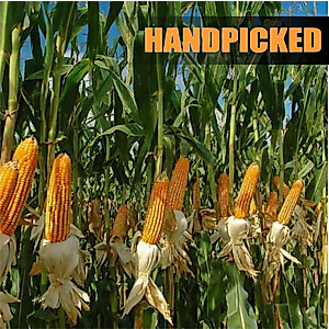 Old Potters Ear Corn for Animals - Approx. 13 lbs - Grown in USA Feed for Backyard Animals, Great for Squirrels, Deer, Rabbits, and Other Wildlife, 24-30 Count.
