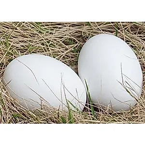 SallyFashion Wooden Fake Eggs,9 Pieces White Wooden Easter Egg Wood Eggs for Crafts Home Decor