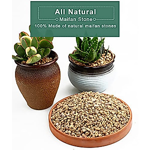 Succulent and Cactus Gold Maifanitum Stones, 2lb Bonsai Decorative Rocks, Indoor Plants Soil Covers, Bonsai DIY Gritty, Horticultural Grit, Potting Pebbles for Terrarium, Fairy Gardening, Top Dressing