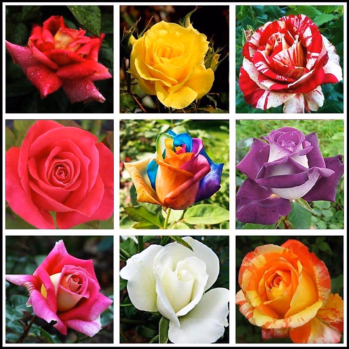 50+ Mixed Rose Flower Seeds Perennial Flowers Plants Garden