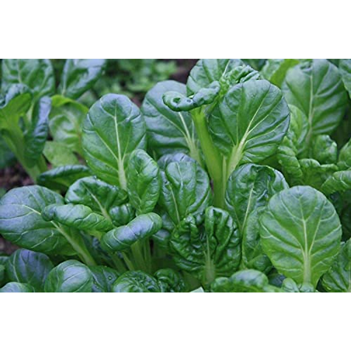 Tatsoi Mustard 500 mg Green Seeds for Planting, USA Green Garden Vegetable Seeds, Chinese Cabbage, Tat Choi, Pak Choi, Spinach Mustard, Rosette Bok Choy, Asian Brassice Rapa VAR. Rosularis, Non-GMO