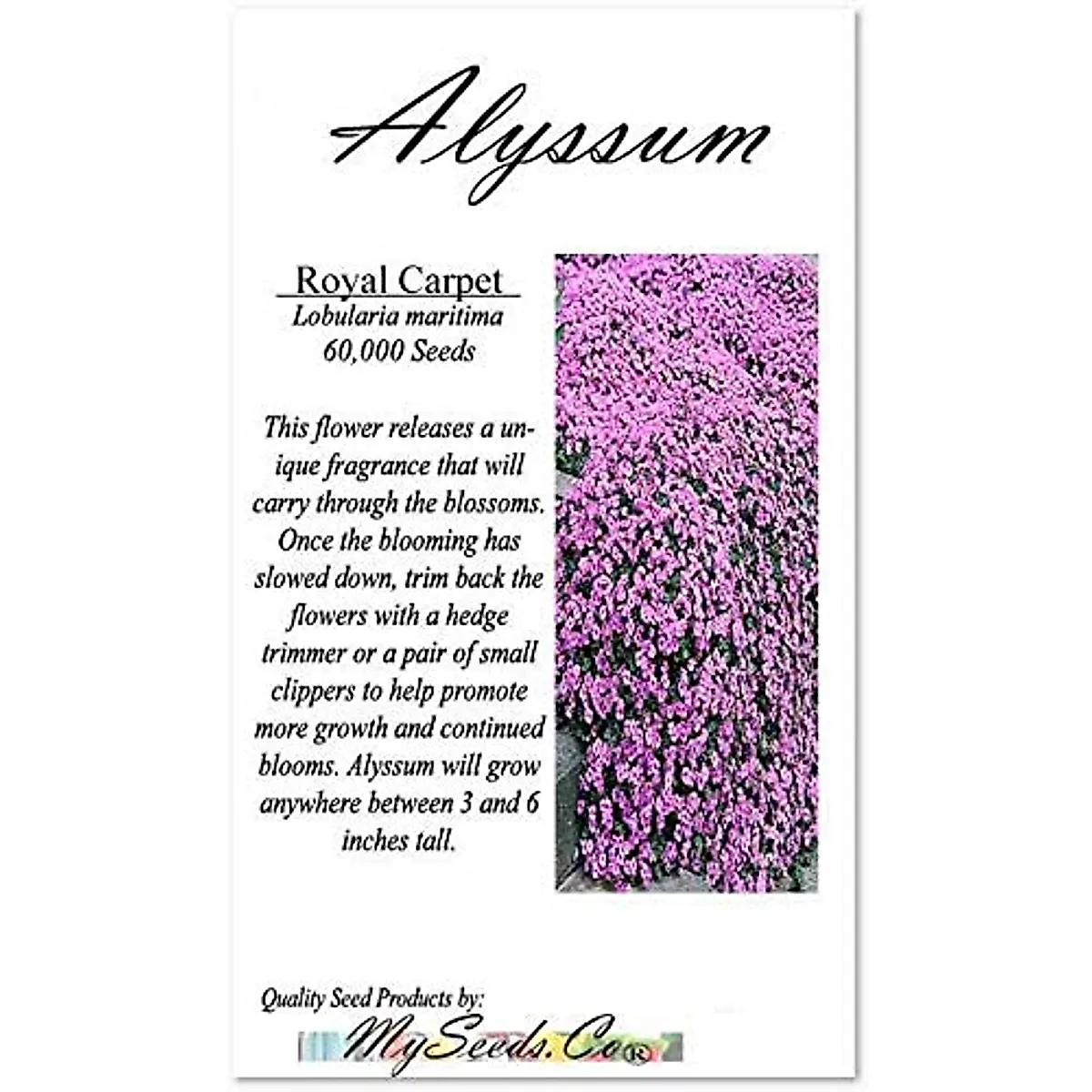 BIG PACK - (60,000+) Alyssum Royal Carpet Seeds - Fragrant Lobularia maritima - Attracts Honey Bees, Butterfly - Ground Cover for Zones 3+ Flower Seeds By MySeeds.Co (Big Pack - Alyssum Royal Carpet)