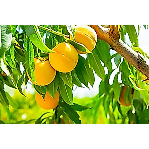 Lovell Peach Tree Seeds for Planting, (Prunus persica), 2 Heirloom Seeds Per Packet, (Isla's Garden Seeds), Non GMO Seeds, Great Home Garden Gift