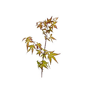 Japanese Maple | Medium Tree Seedling | The Jonsteen Company