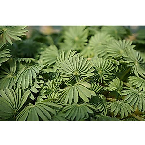 15 Oxalis Palmifrons Seeds House Plant Seeds Planting Ornaments Perennial Garden Simple to Grow Pots Gifts