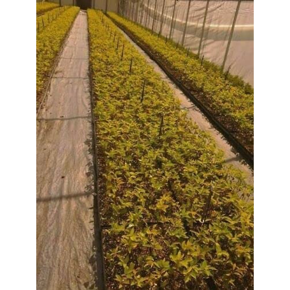 Weeping Cherry Tree - Live Plant - 6-12" Tall Seedling - 3" Pot - Ships Potted - *No Shipping to C.A