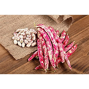Taylor Dwarf Horticulture (Cranberry) Bush Bean Seeds, 25+ Heirloom Seeds Per Packet, Non GMO Seeds, (Isla's Garden Seeds), Botanical Name: Phaseolus vulgaris, 85% Germination Rates, Great Gift