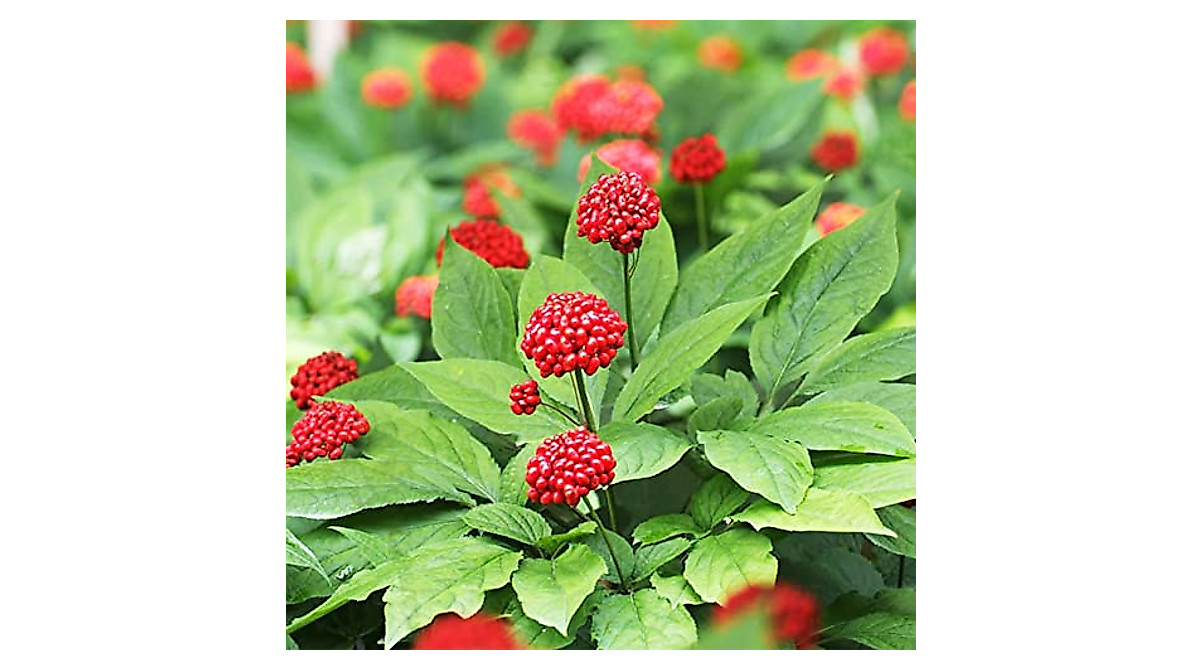 Premium Japanese Ginseng Seeds - Grow Organic Shade Garden Herbs