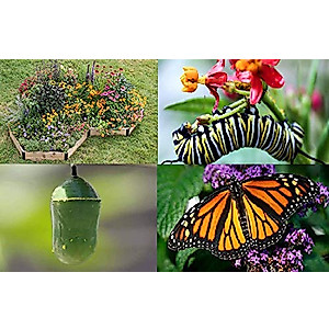 Monarch Butterfly Garden Kit -28 Species of Perennial Milkweed and Wildflower Seeds - If You Grow it Monarchs Will Come - Kids STEM Project - Create a Beautiful Garden Full of Butterflies