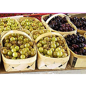 1128-Scuppernong/Muscadine,White,Tame (Vitis rotundifolia) Seeds by Robsrareandgiantseeds UPC0764425787334 Non-GMO,Organic,Historic Plants, Bonsai,1128 Package of 5 Seeds