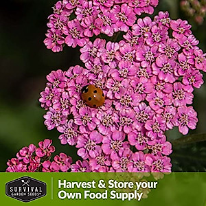 Red Yarrow Seed for Planting in The Garden - 1 Pack with Instructions to Plant and Grow Common Yarrow - Medicinal Herb Wildflowers - Heirloom, Non-GMO, Open-Pollinated Seeds for The Survival Garden