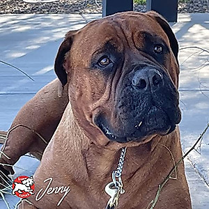 Fromm Four-Star Nutritionals Chicken A La Veg Dog Food - Premium Dry Dog Food - Chicken Recipe - 26 lb