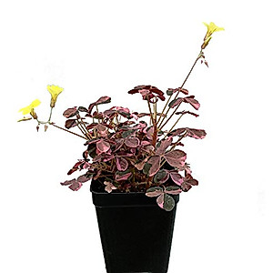 Plum Crazy Shamrock - Oxalis - 2.5" Pot - Fairy Garden Plant/House Plant/Edible