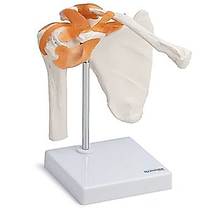 Cranstein Scientific A-332 Shoulder Joint Model - Anatomy, Skeleton