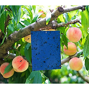 Seabright HGSLTLT Sticky Thrip Leafminer Trap, Pack of 5