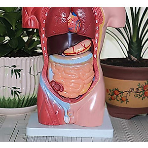 Human Torso Body Anatomy Model - 11 inch, 15 Parts Organ Structure Model for School Medical Education