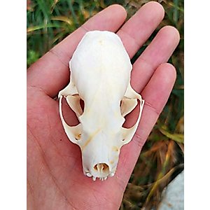Animal Skeleton, 1/3 / 8/20 / PCS,Mink Skull Real Skull, Tianneng Skull (1)