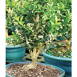 From You Flowers - Harland Boxwood Bonsai Tree for Birthday, Anniversary, Get Well, Congratulations, Thank You