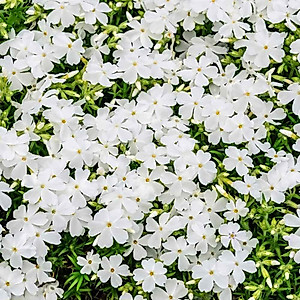 seedcaps White Creeping Phlox Seeds for Planting - (Phlox Albomarginata) 500 Whitemargin Phlox Seeds Creeping Phlox Seeds Perennial Ground Cover